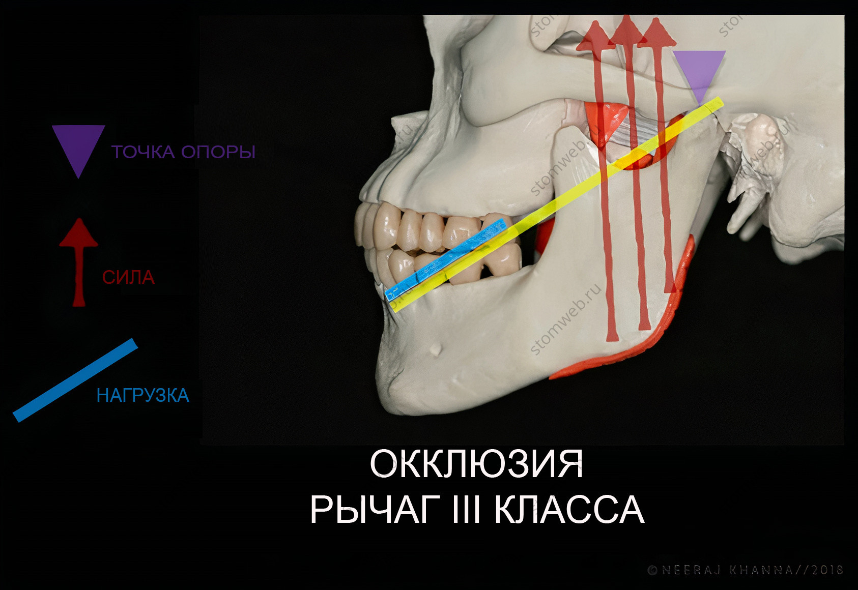 STOMWEB — Функциональная окклюзия: понимание и мышление
