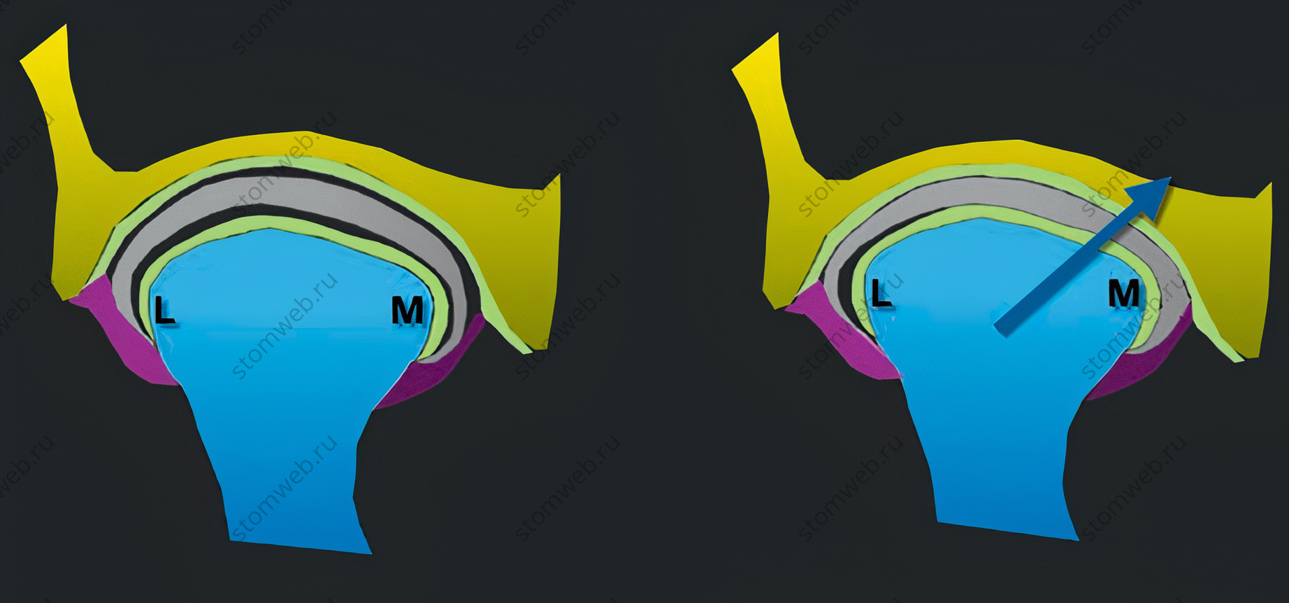 STOMWEB — Функциональная окклюзия: понимание и мышление